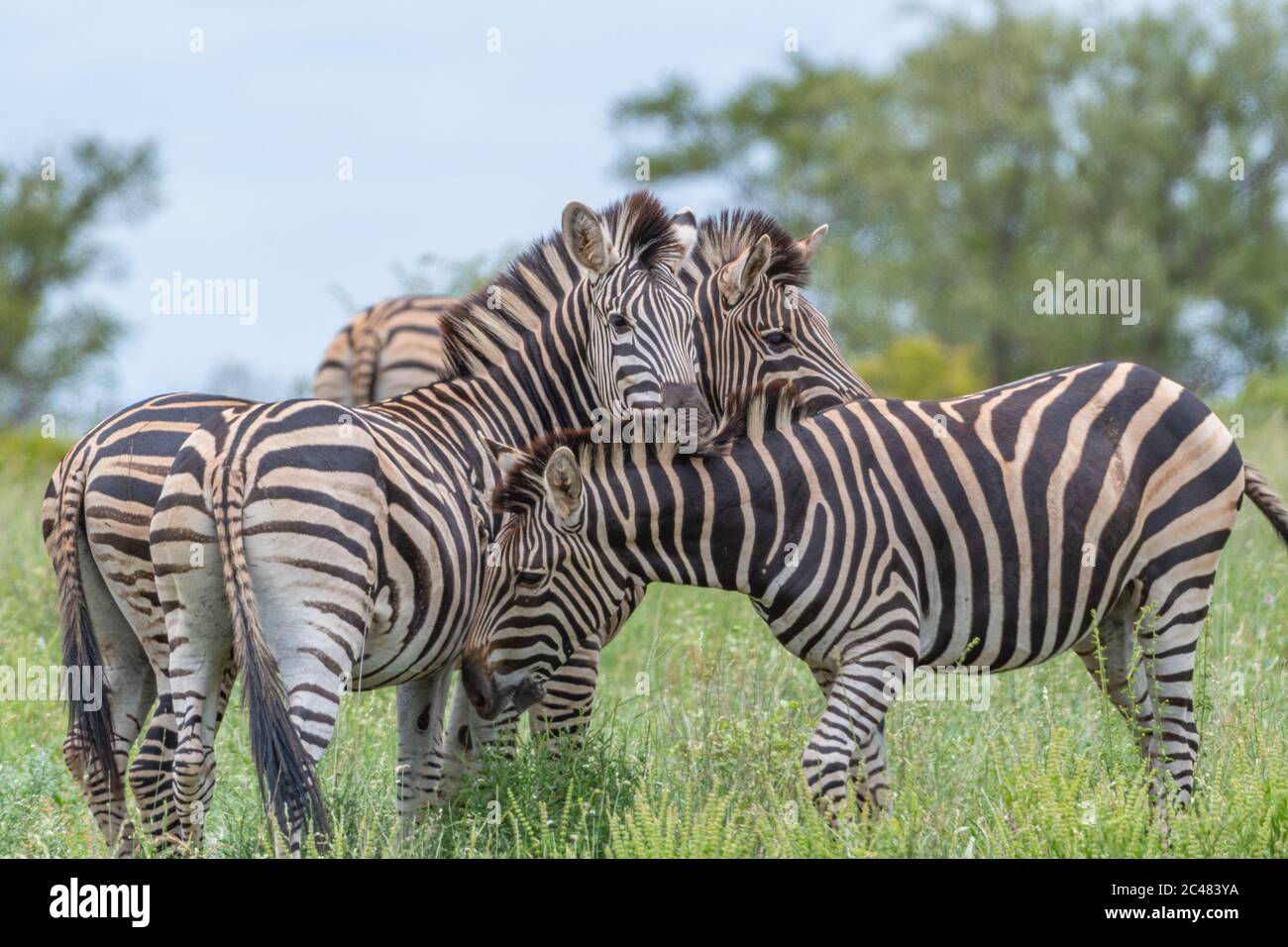 Zebras hugging hi-res stock photography and images - Alamy