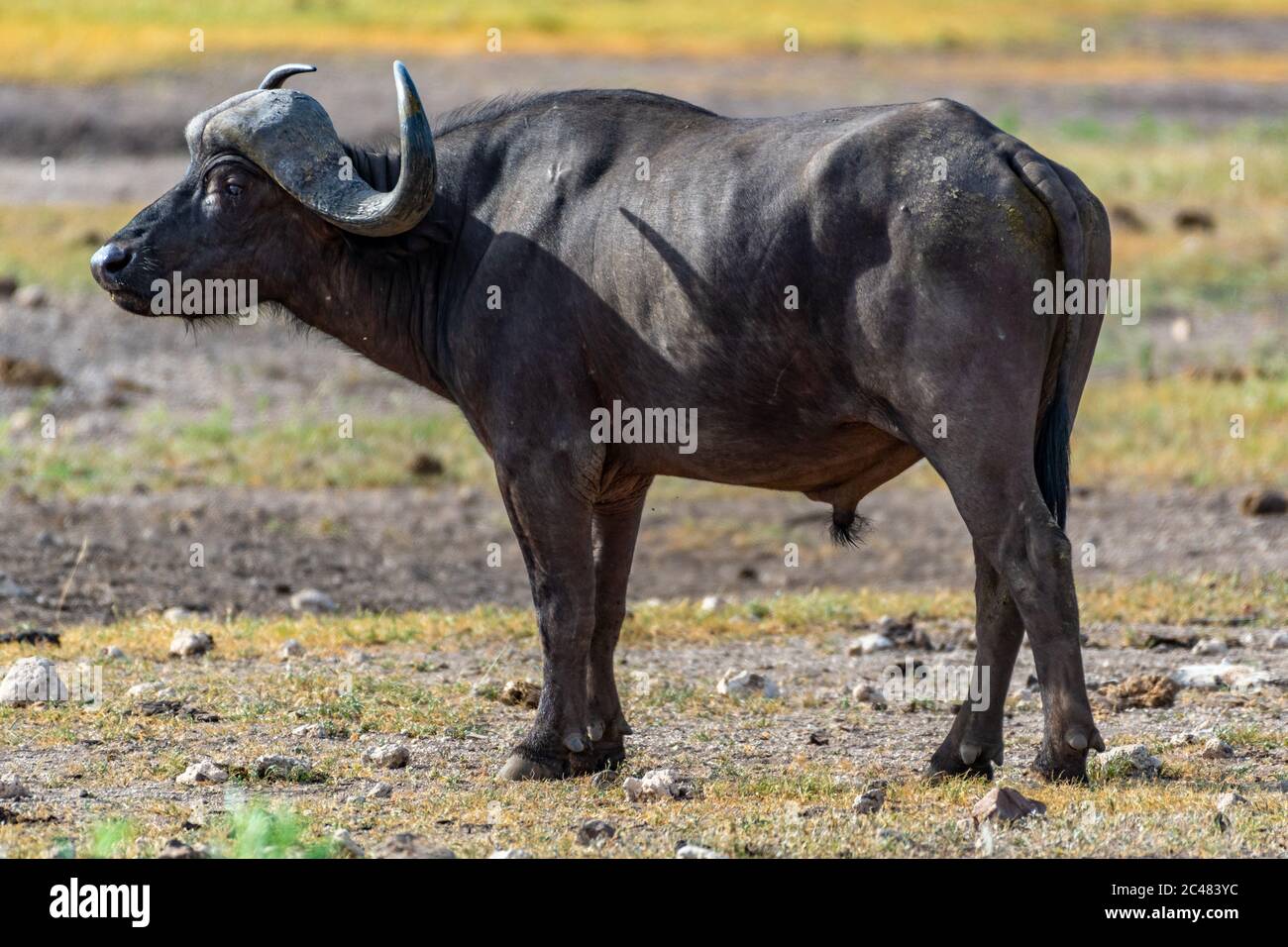 Water buffalo in a field covered in the grass under the sunlight at ...