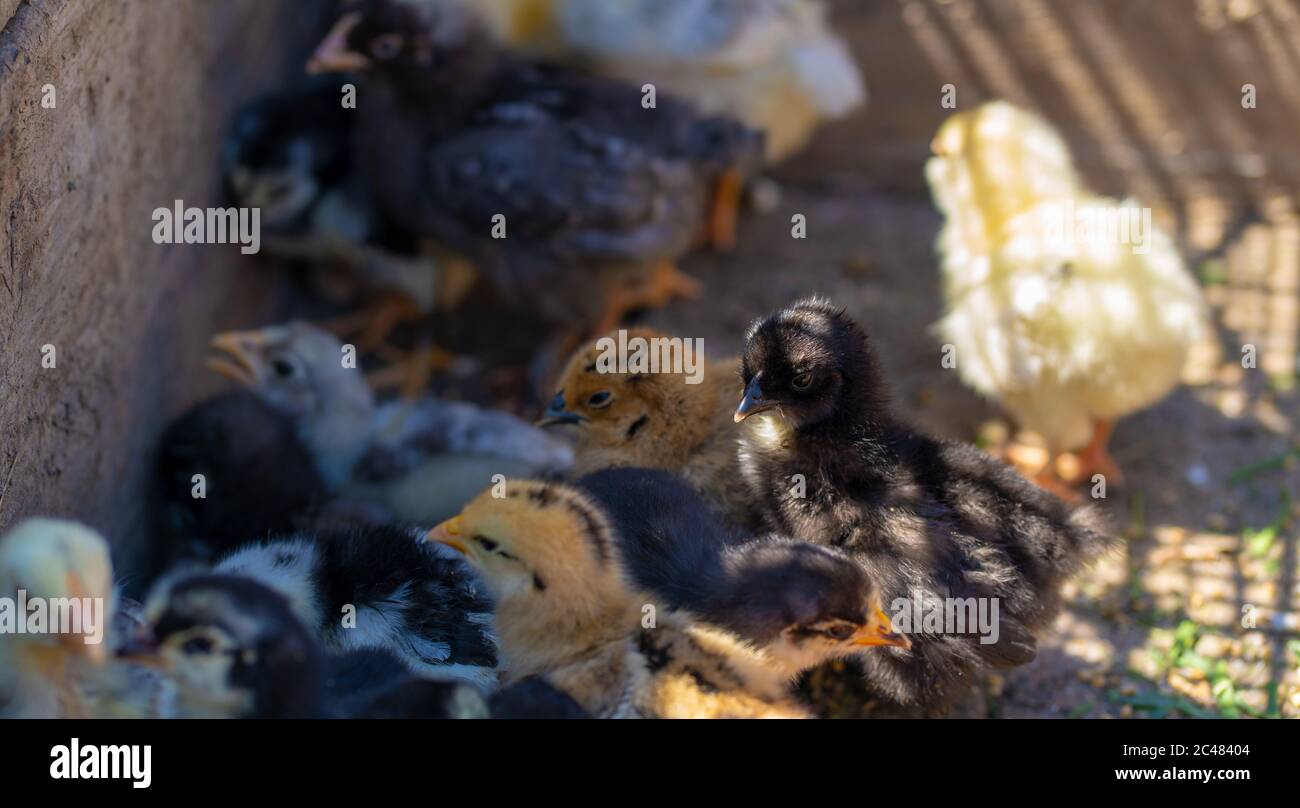 Group different farm animals hi-res stock photography and images - Alamy