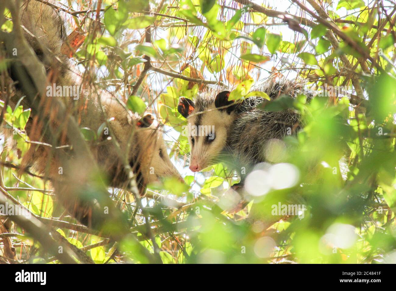 Male and female opossums meeting up among the tree branches Stock Photo ...