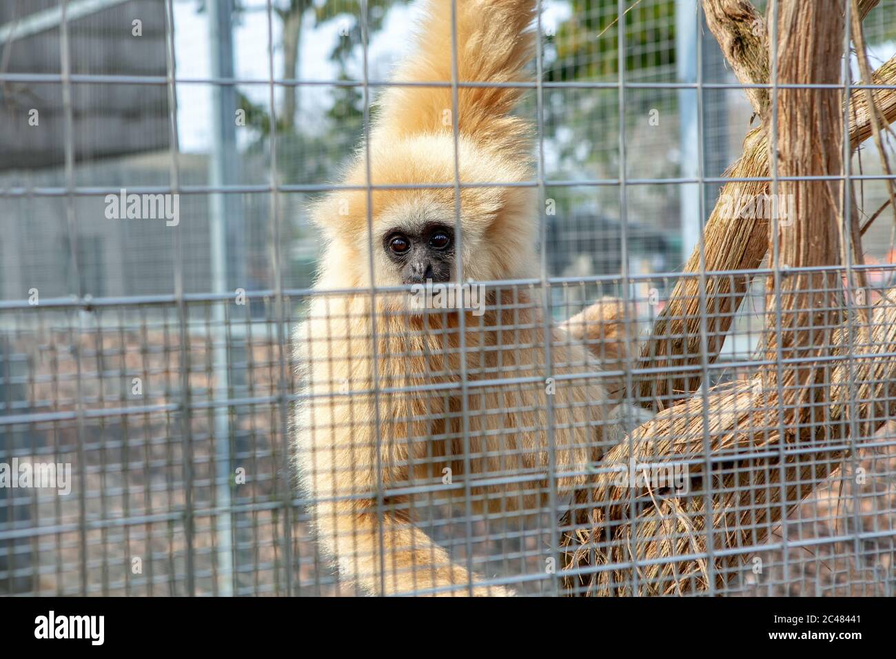 Gibbon monkey closed in the cage . Sad animal in zoo prison Stock Photo ...