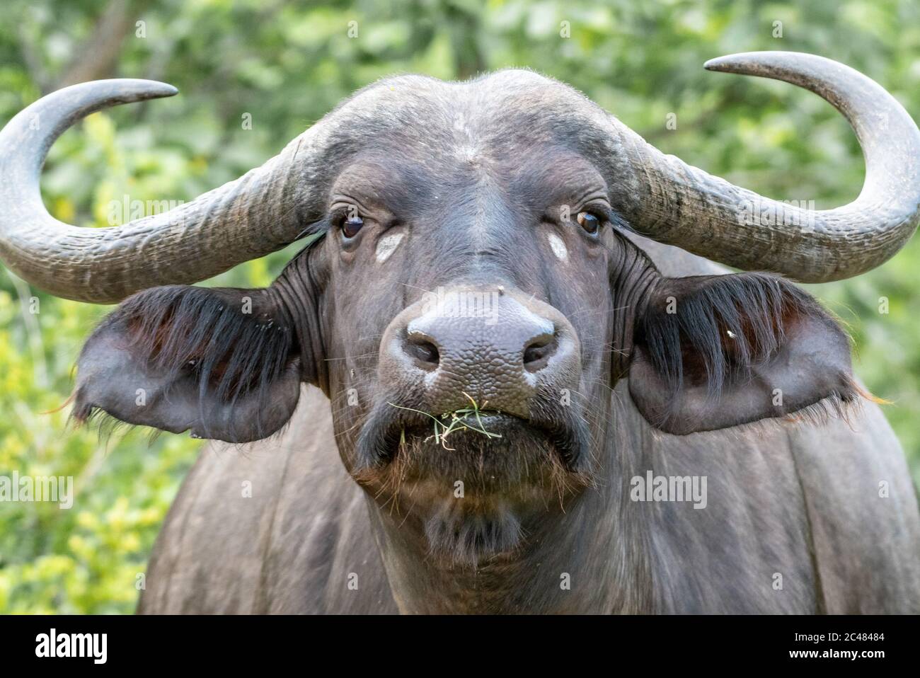 Closeup shot of a Water buffalo surrounded by greenery in a park under ...