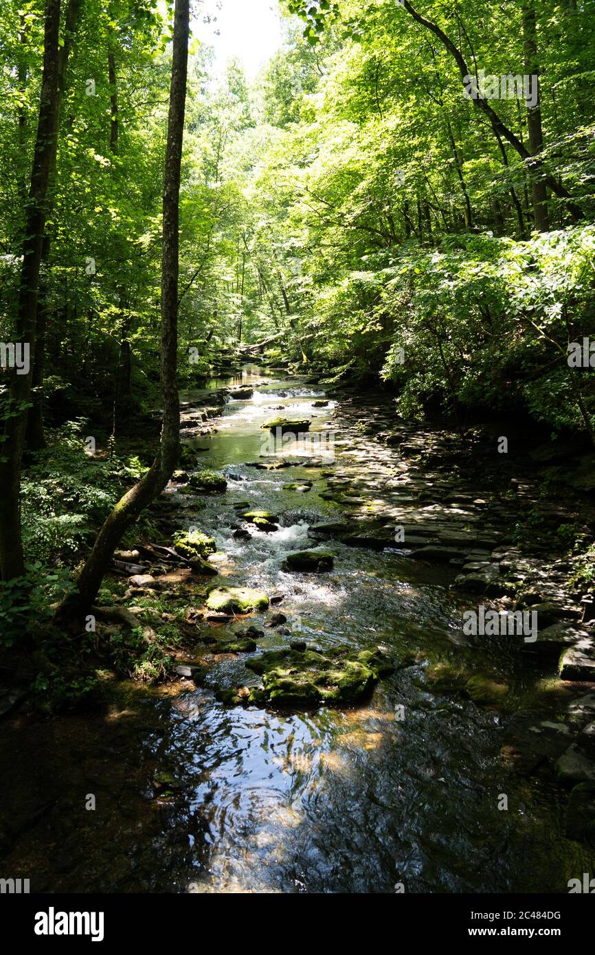 Beautiful scenery of a river surrounded by greenery during daytime ...