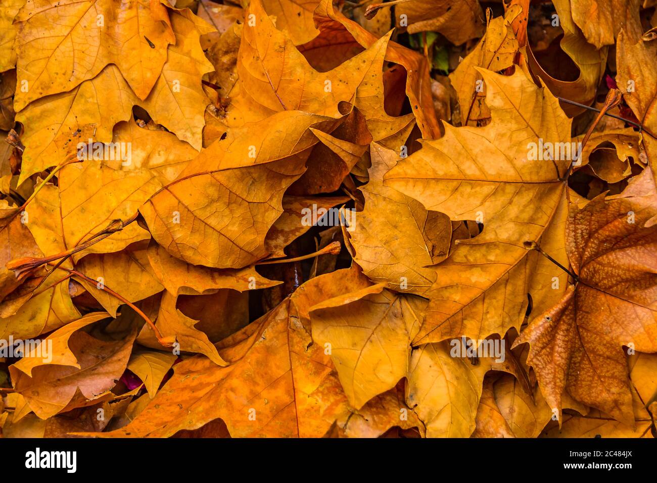 Closeup shot dry leaves pattern photo Stock Photo - Alamy