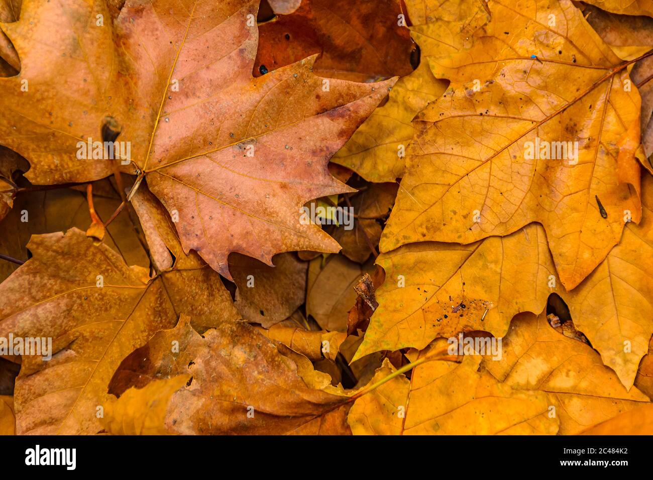 Closeup shot dry leaves pattern photo Stock Photo - Alamy