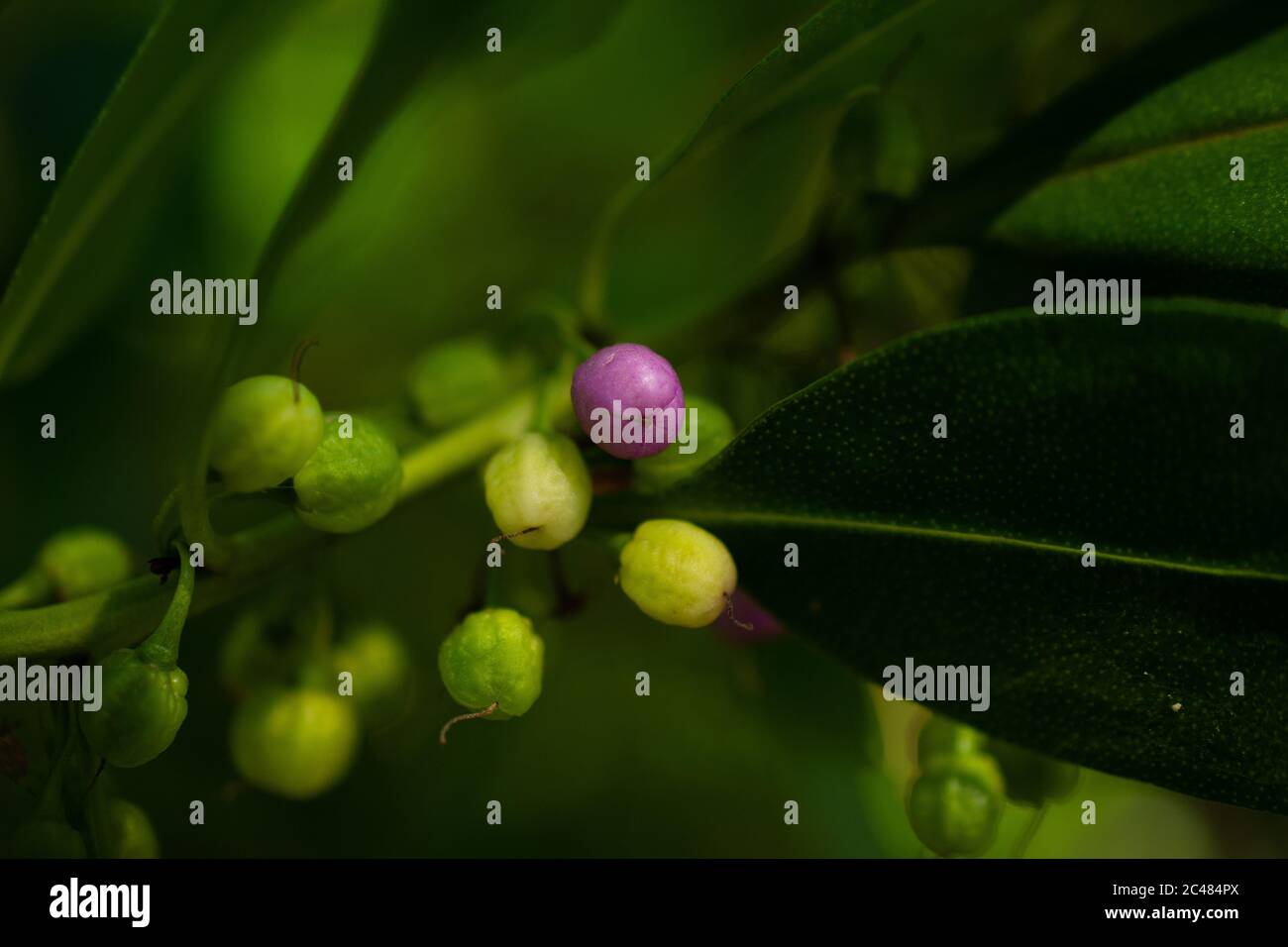 Purple fruit amidst a sea of green. Photo of tiny fruits on a branch ...