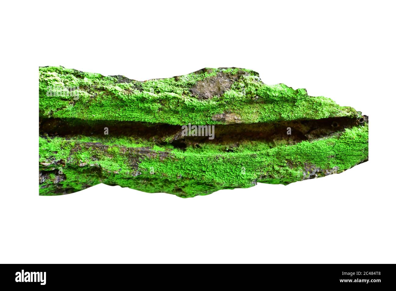 Spring morning in forest Cut Out Stock Images & Pictures - Alamy