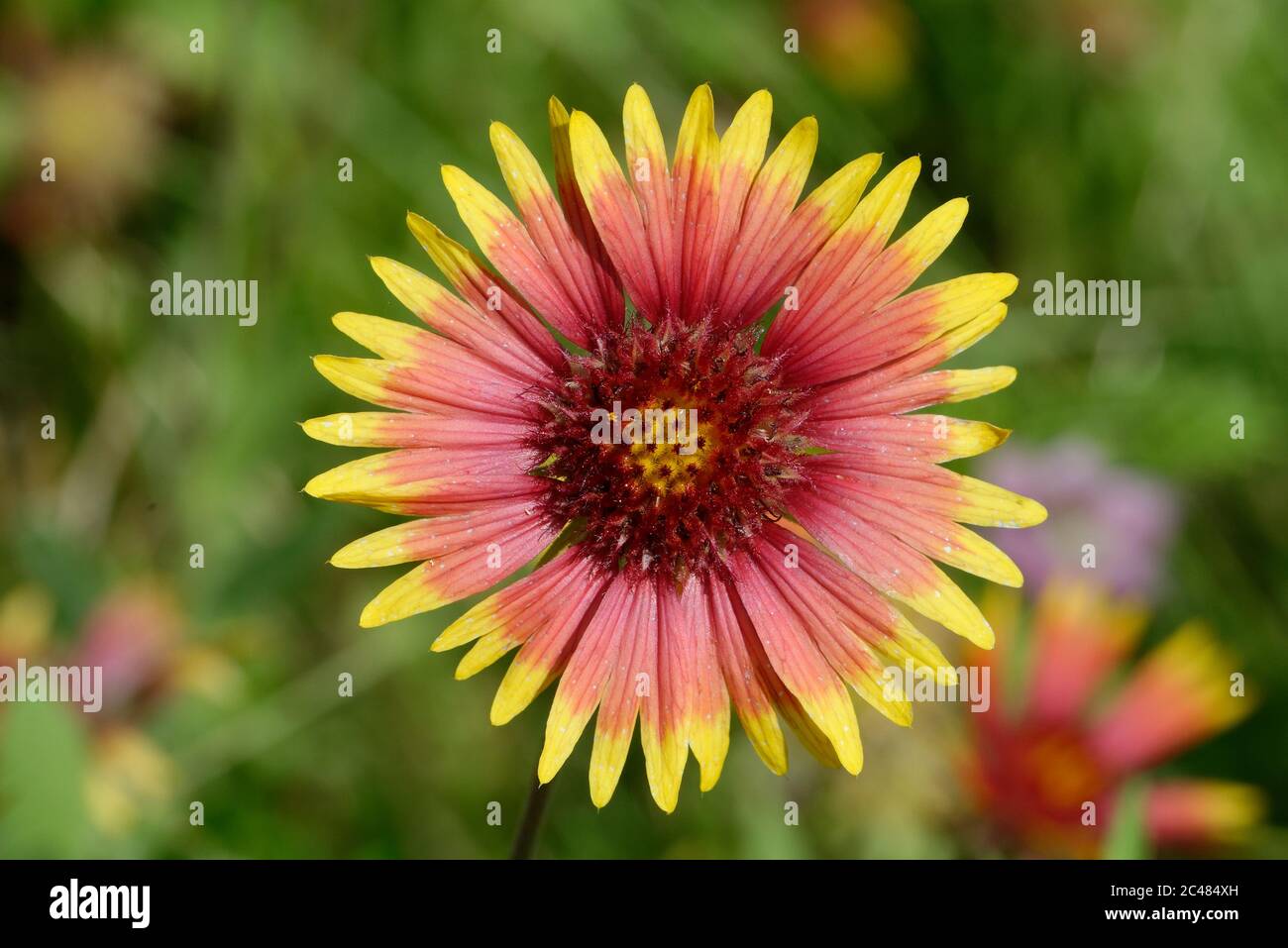 Indian blanket plant hi-res stock photography and images - Alamy