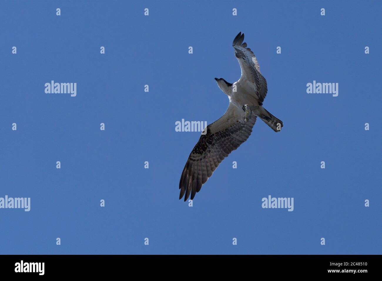 Low angle shot of the Western Osprey bird flying in the blue sky Stock ...