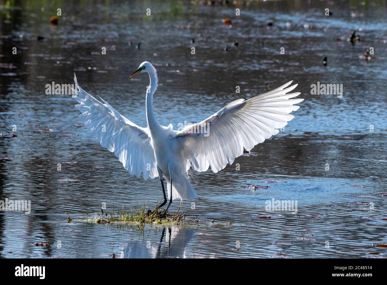 Giant white egret hi-res stock photography and images - Alamy