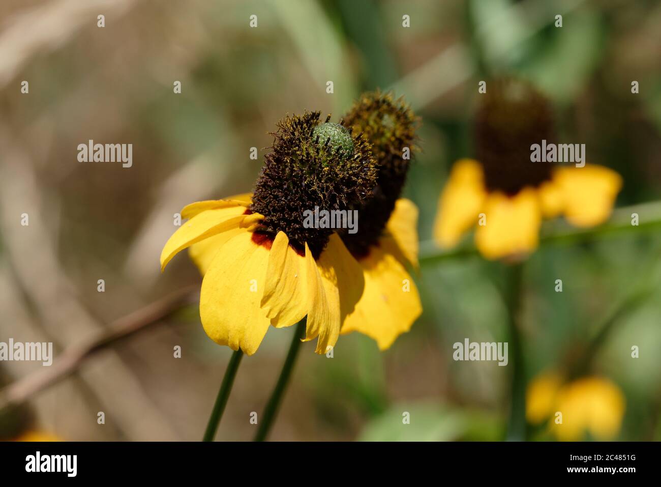 Clasping leaf coneflower hi-res stock photography and images - Alamy