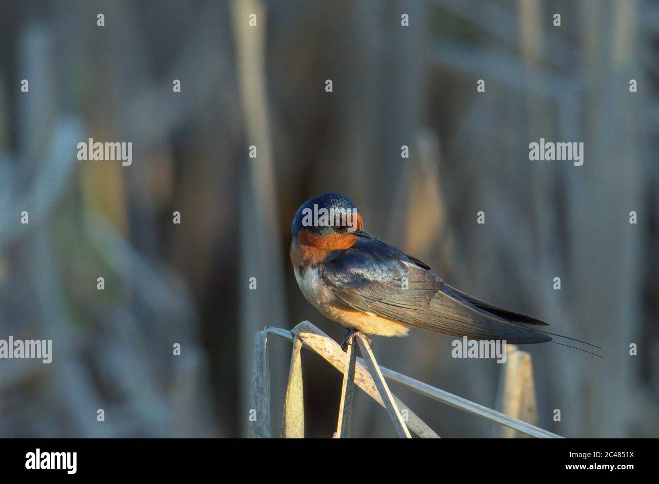 Shot of the beautiful and colorful Barn swallow bird Stock Photo - Alamy