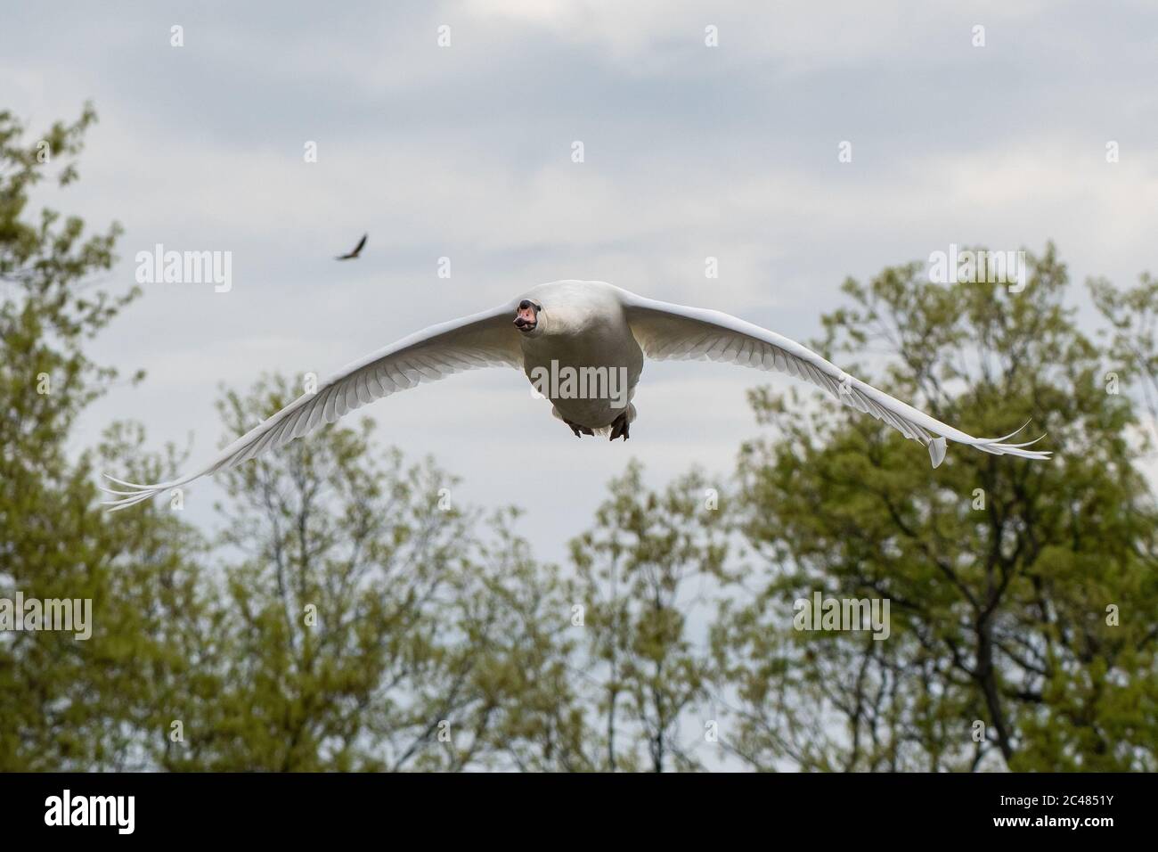 White beautiful and giant goose flying in the sky Stock Photo - Alamy