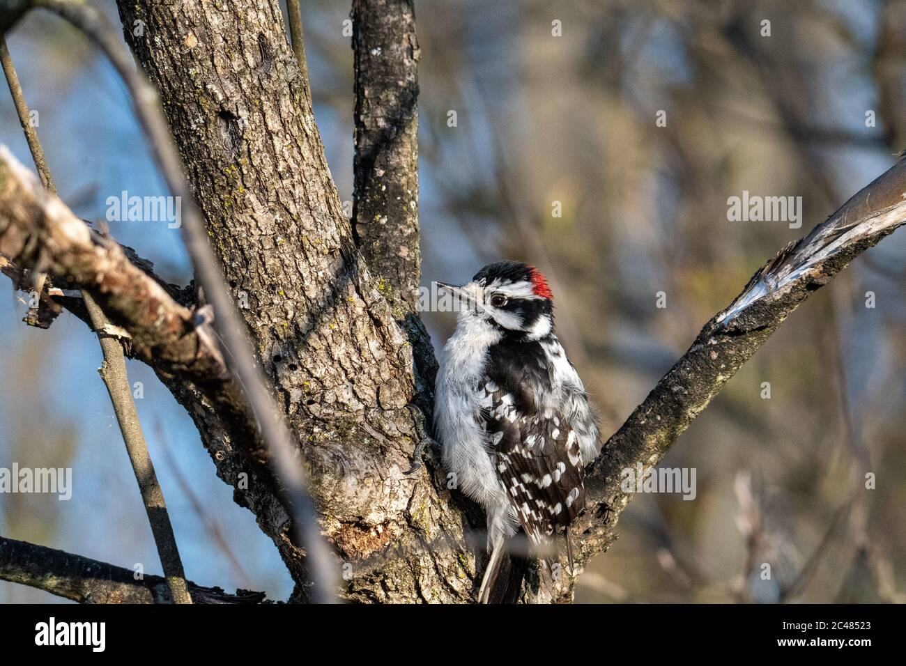 Shot of beautiful and white and black patterned Downy woodpecker bird ...