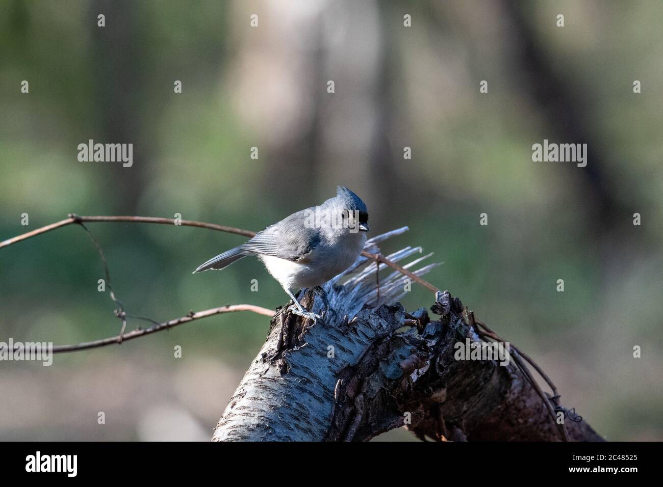Shot of the beautiful gray Tufted titmouse bird standing on a broken ...