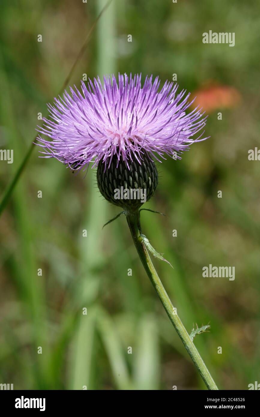 Texas native plant hi-res stock photography and images - Alamy