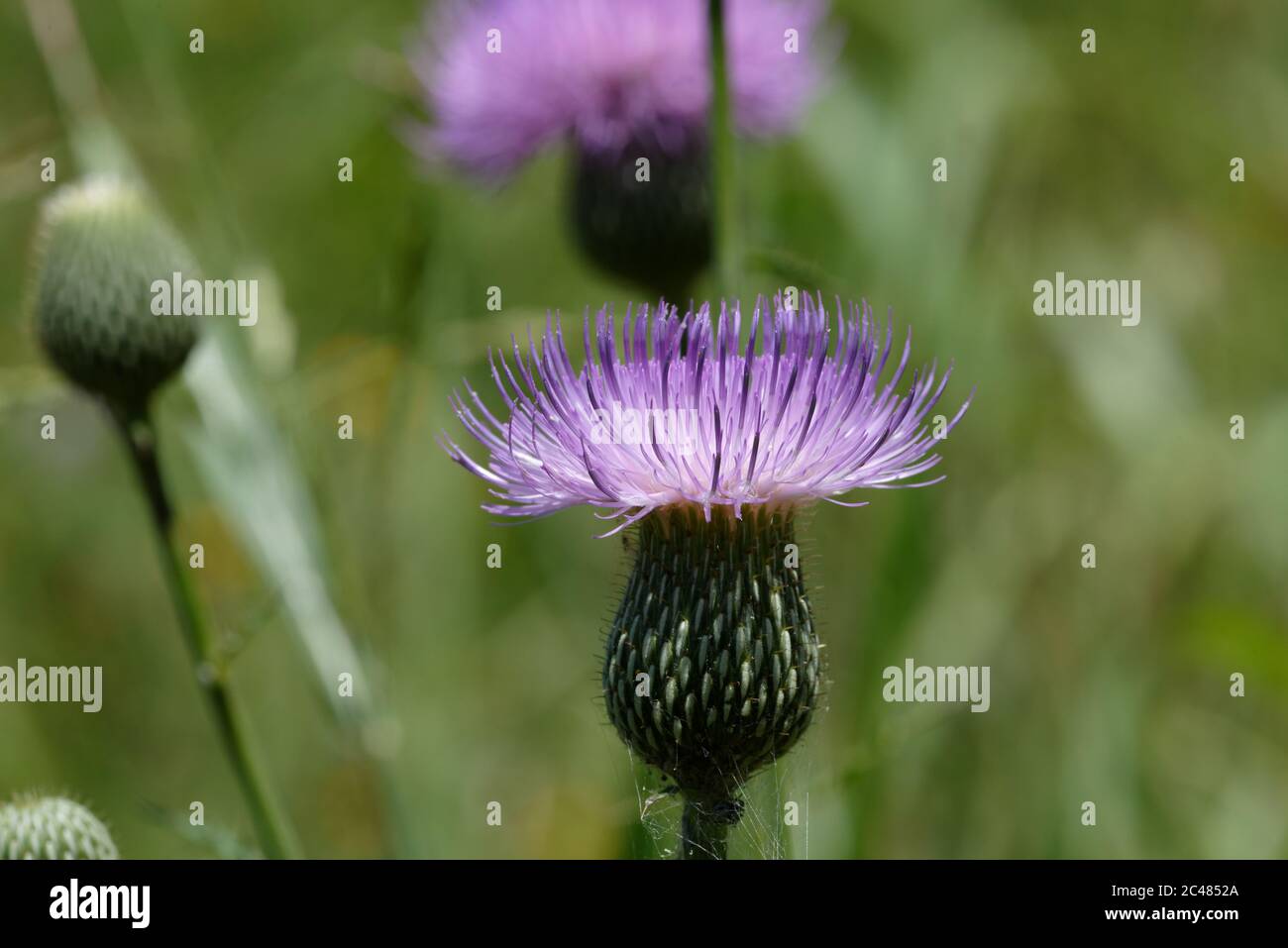 Native plants of texas hi-res stock photography and images - Alamy