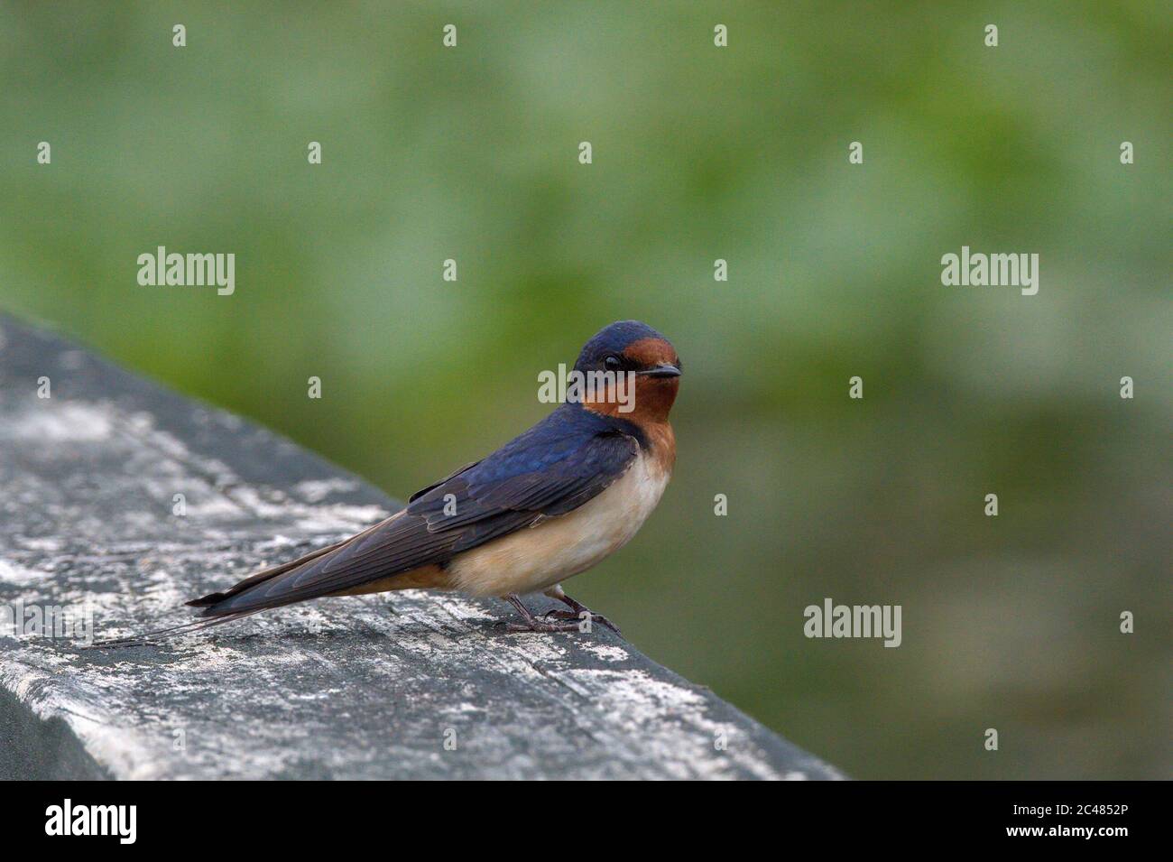 Shot of the beautiful and colorful Barn swallow Stock Photo - Alamy