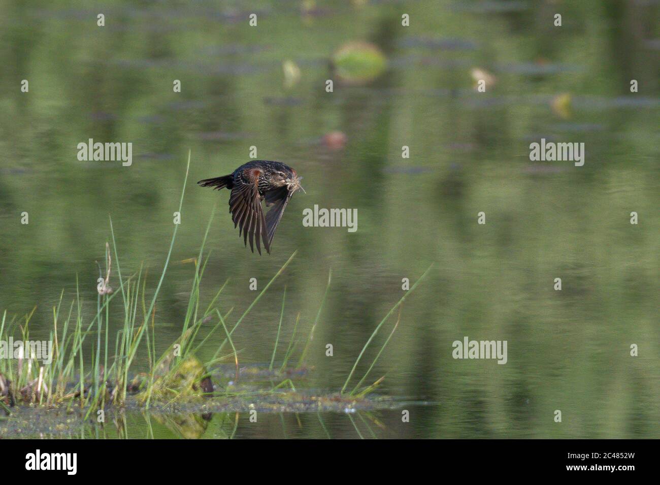 Shot of a bird flying with it's hunted bug in it's mouth Stock Photo ...