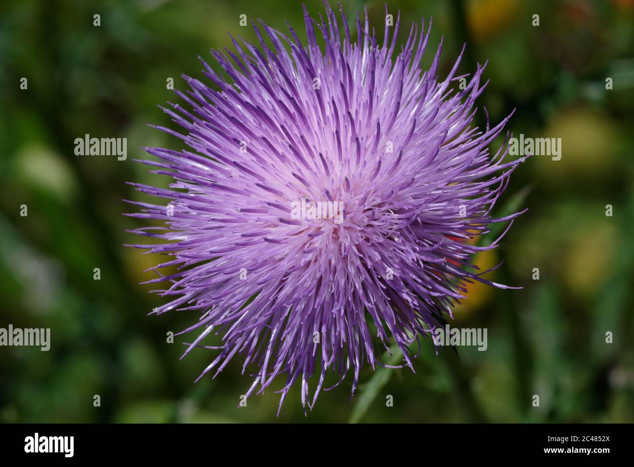 Native plants of texas hi-res stock photography and images - Alamy