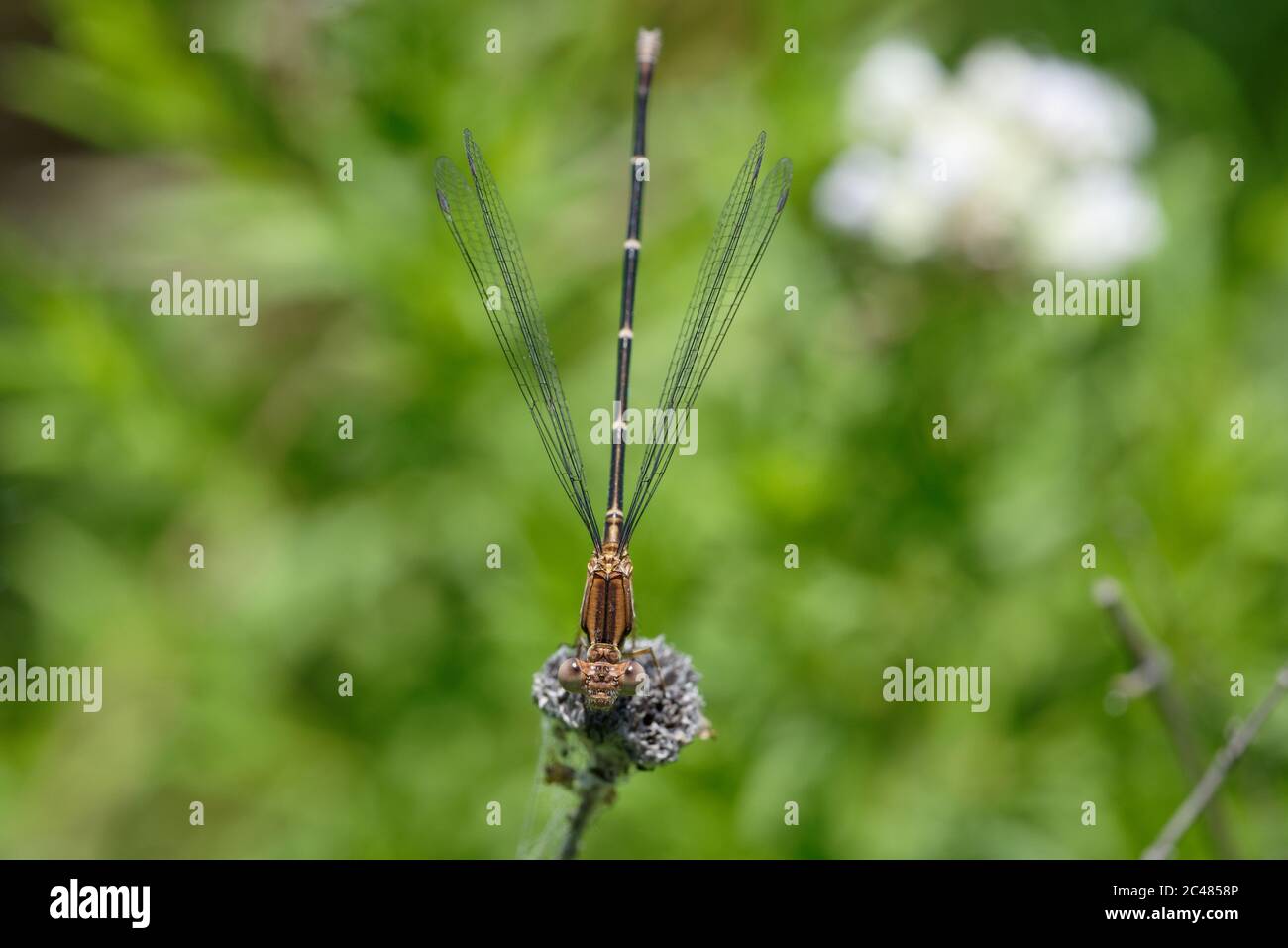 Sedula hi-res stock photography and images - Alamy