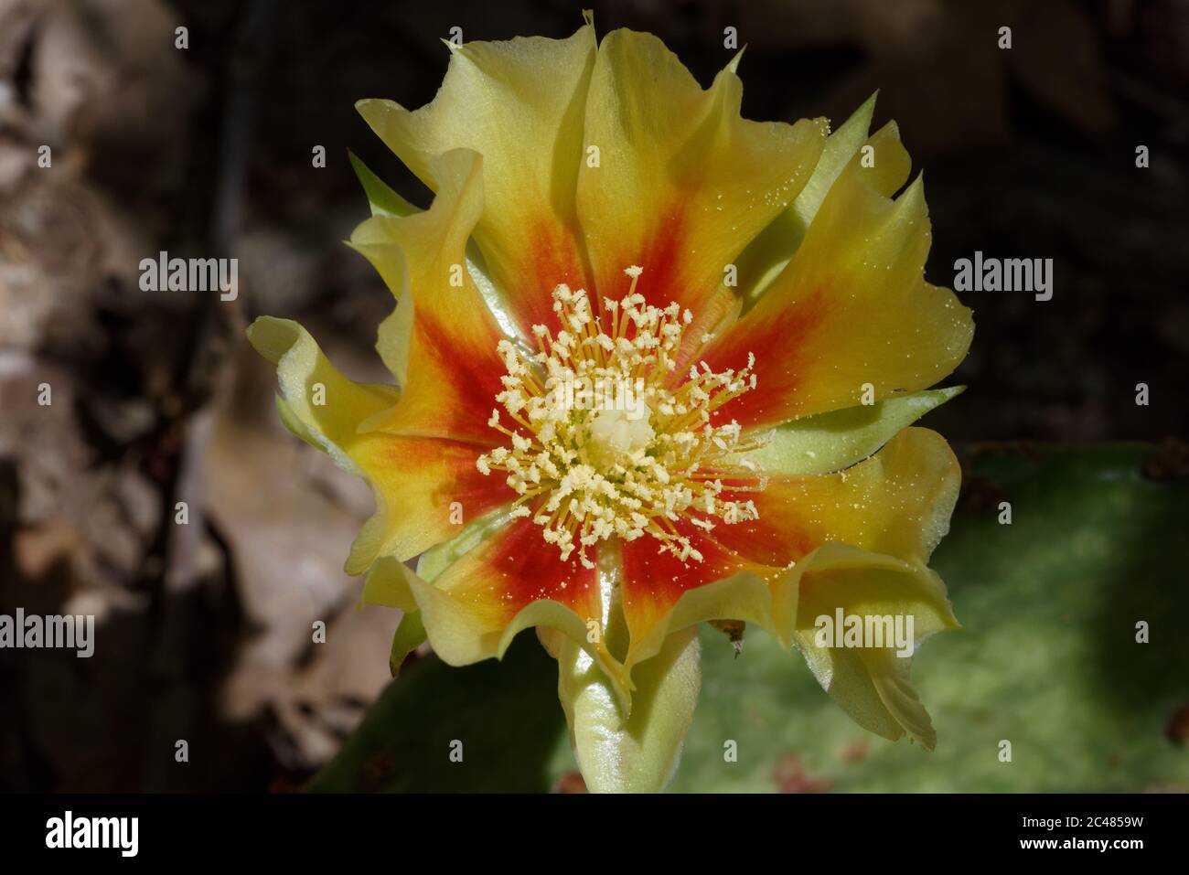 Texas native cactus hi-res stock photography and images - Alamy
