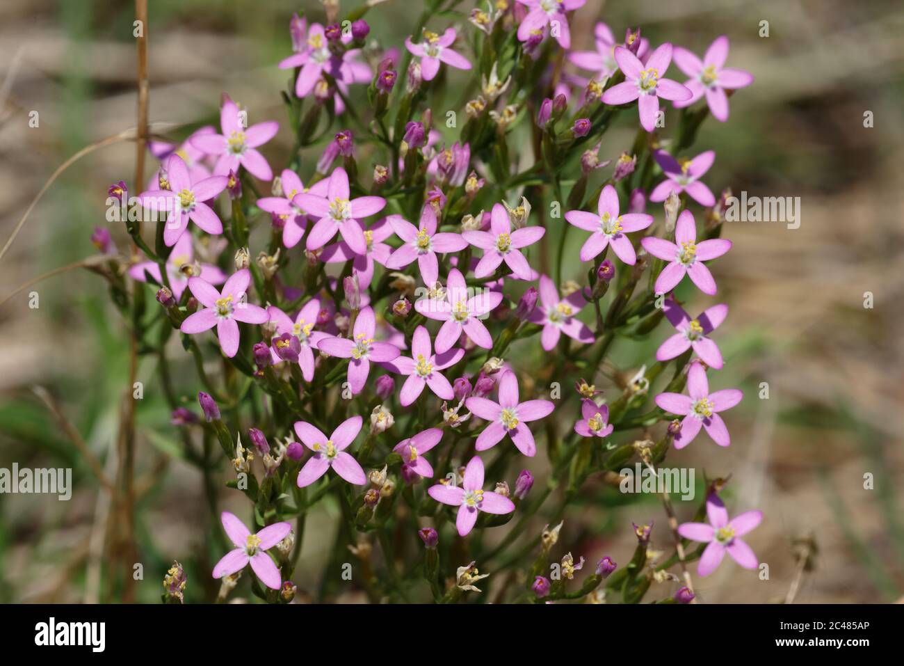 Lady Bird's Centaury Stock Photo - Alamy