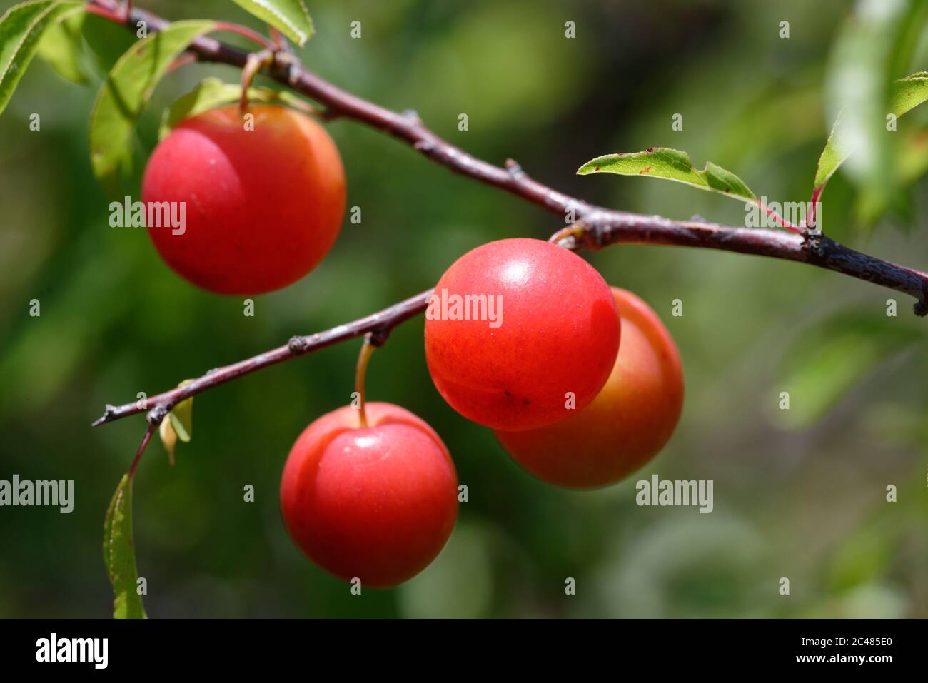 Edible plum hi-res stock photography and images - Alamy