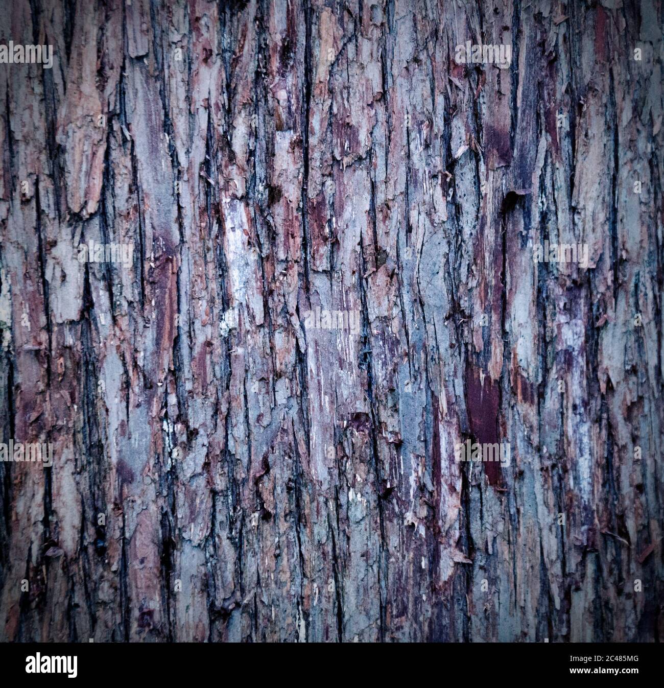 Closeup of old weather beaten tree bark texture background pattern ...