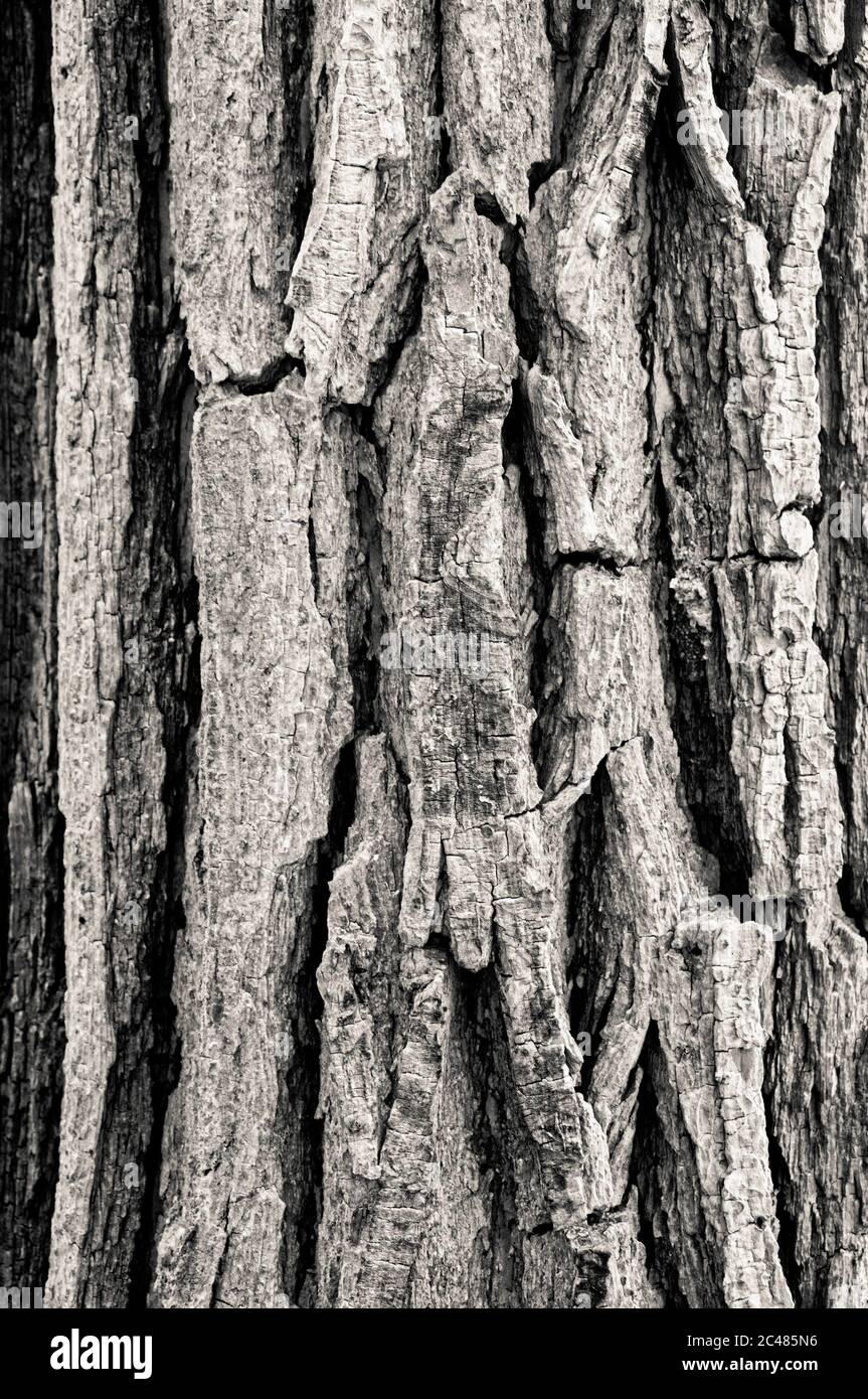 Closeup of old weather beaten tree bark texture background pattern ...