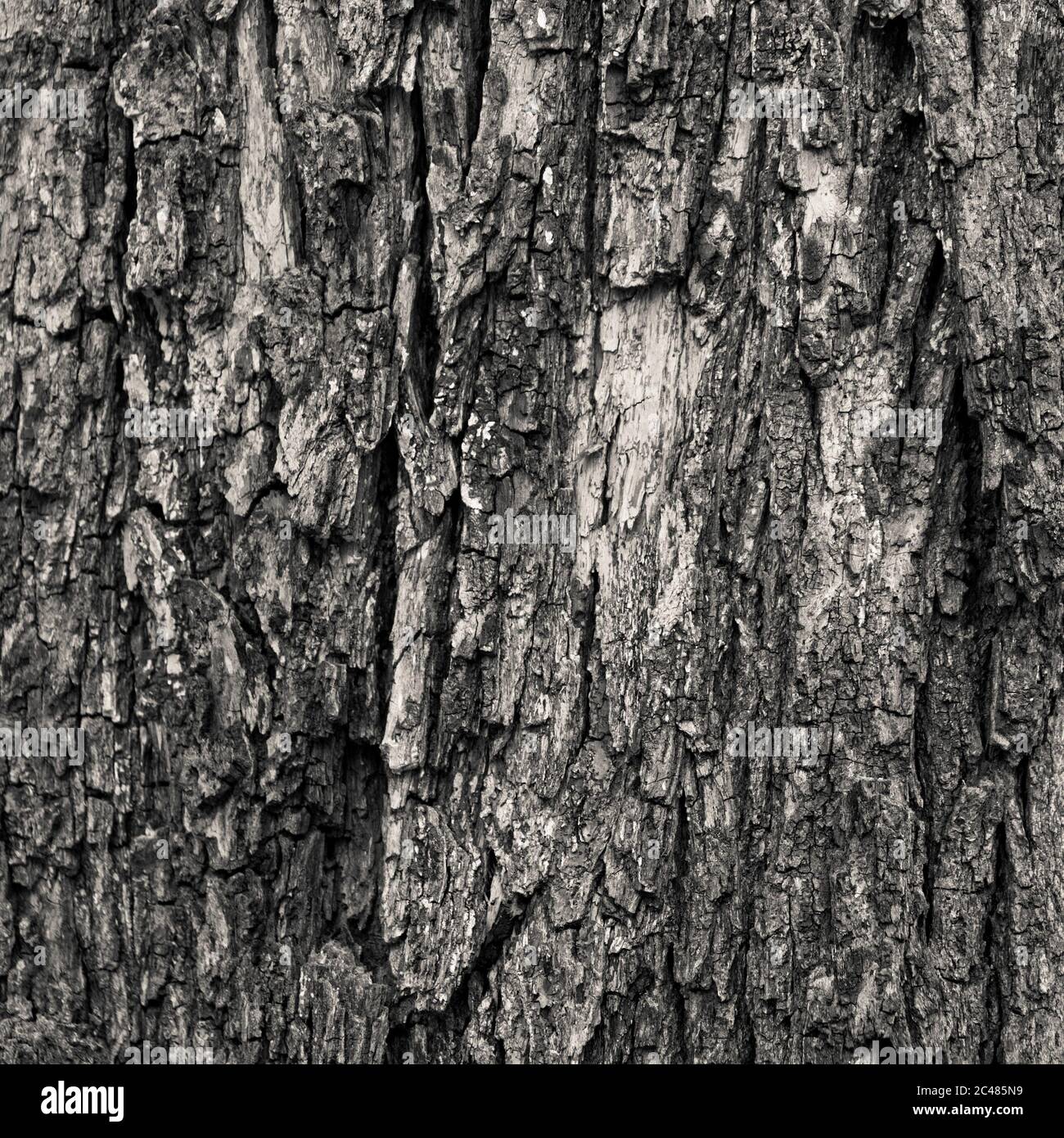 Old black pine tree bark hi-res stock photography and images - Alamy