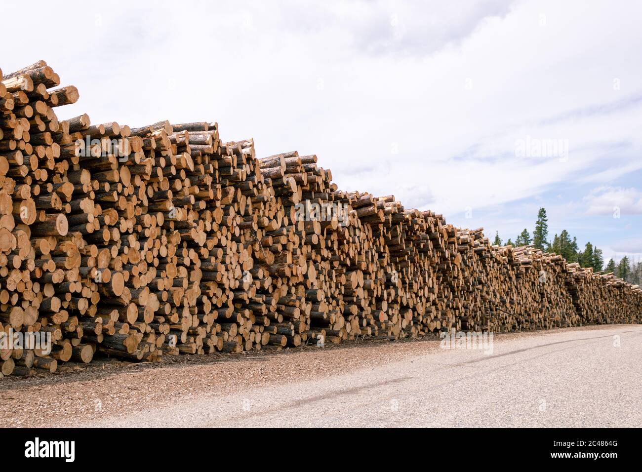 Huge pile of logs from the forest Stock Photo - Alamy
