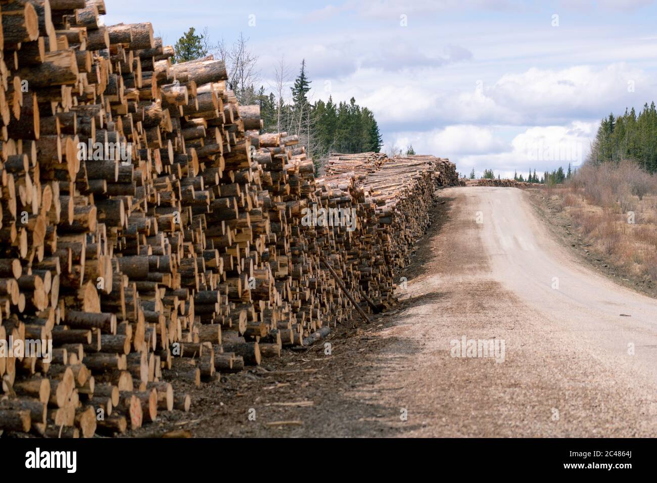 Huge pile of logs from the forest Stock Photo - Alamy