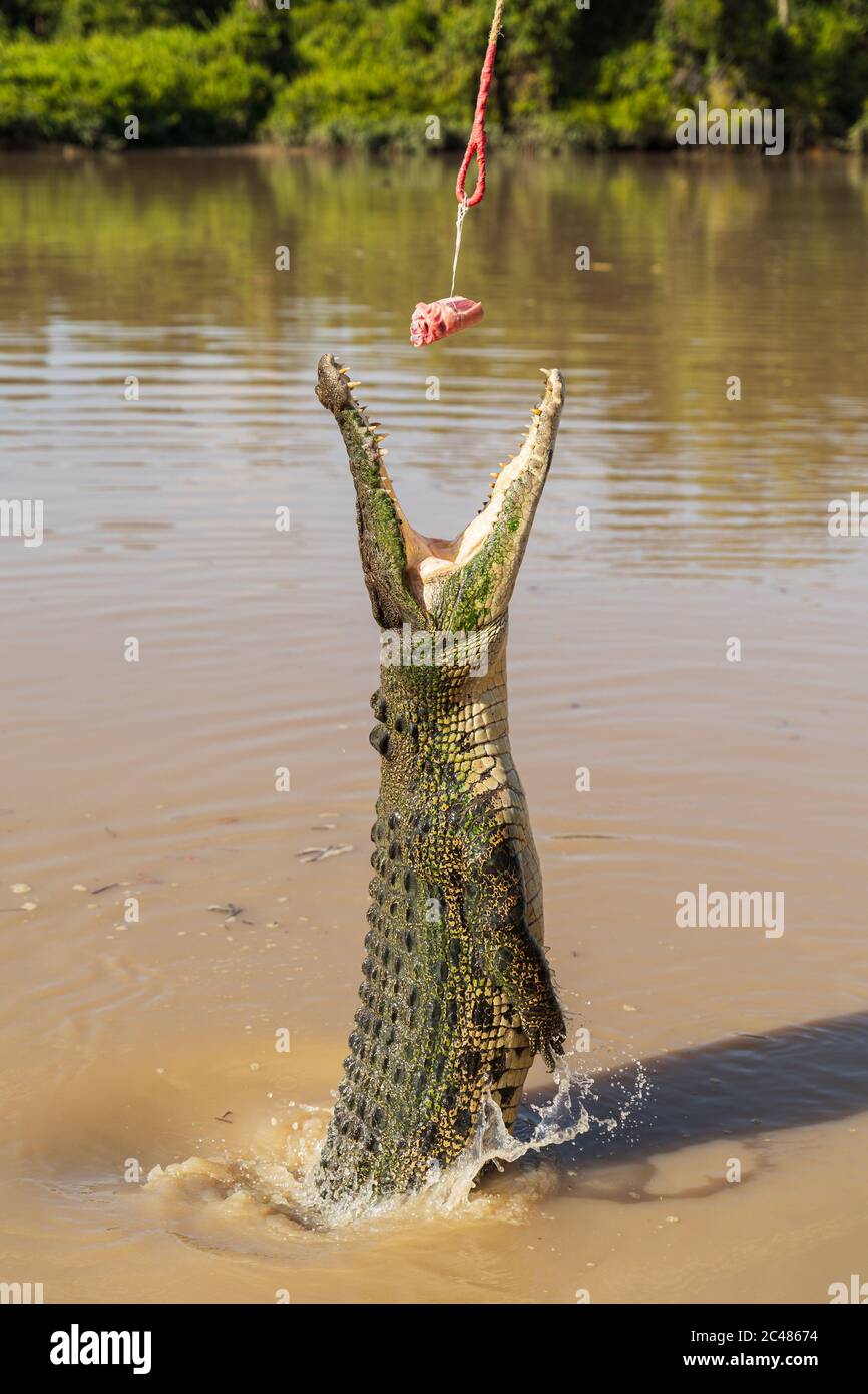 Jumping Crocodile on Adelaide River Stock Photo - Alamy