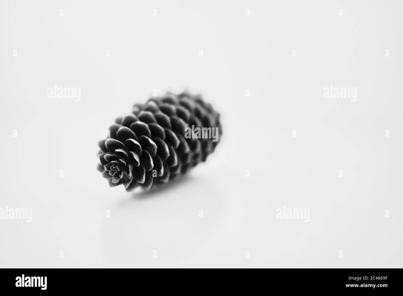 Grayscale shot of a pine cone isolated on white background Stock Photo ...