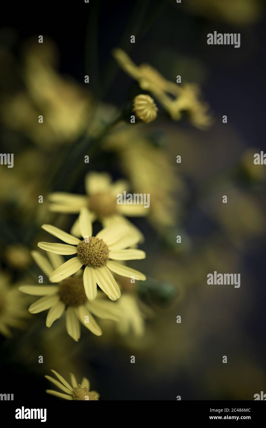 Several yellow flowers hi-res stock photography and images - Alamy
