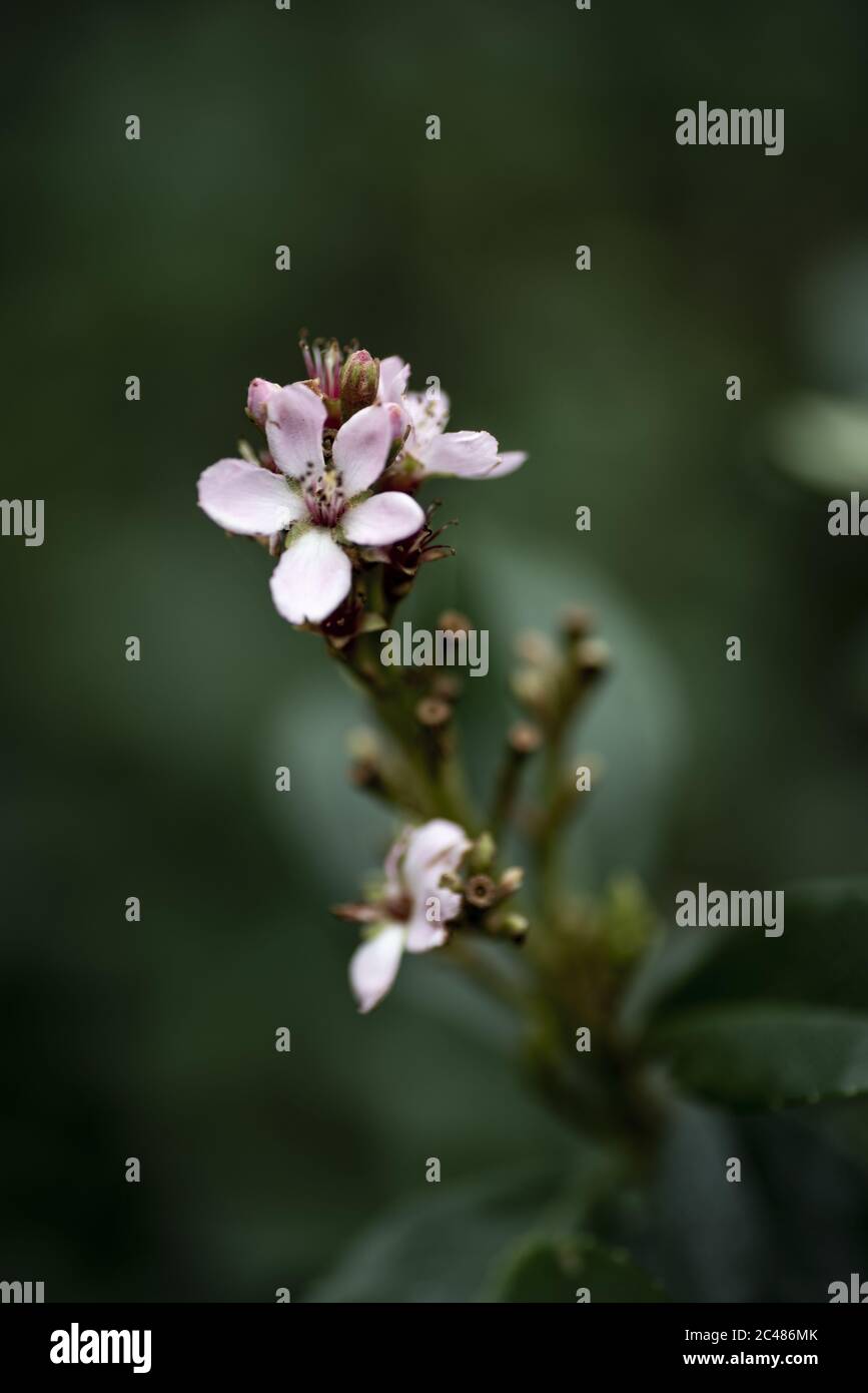 Vertical shot of white sprouts on a tree branch Stock Photo - Alamy