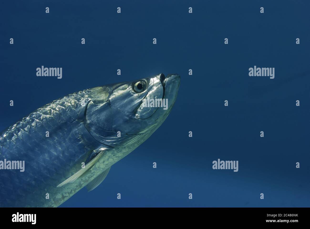 Tarpon head hi-res stock photography and images - Alamy