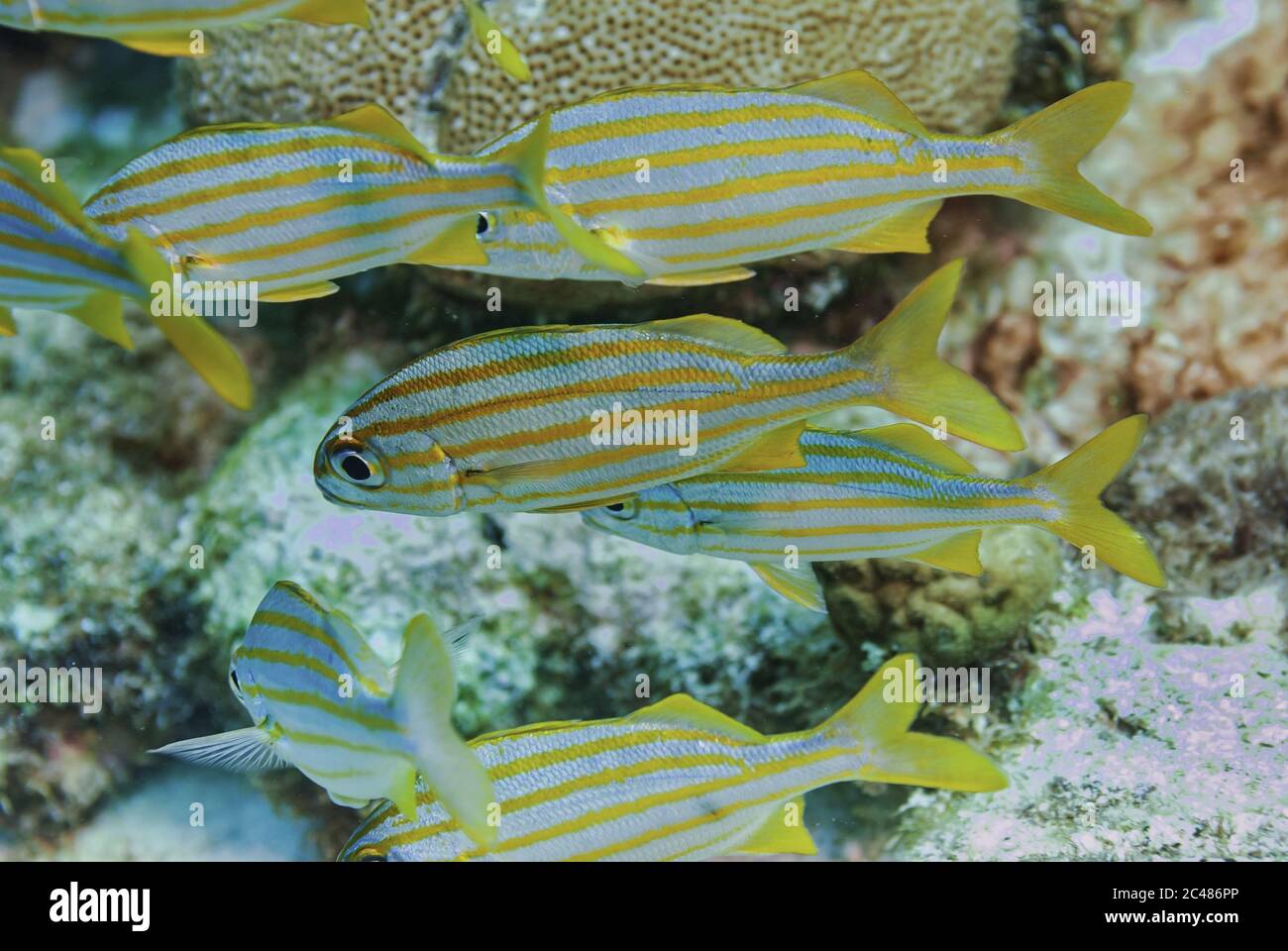 Grunts hi-res stock photography and images - Alamy