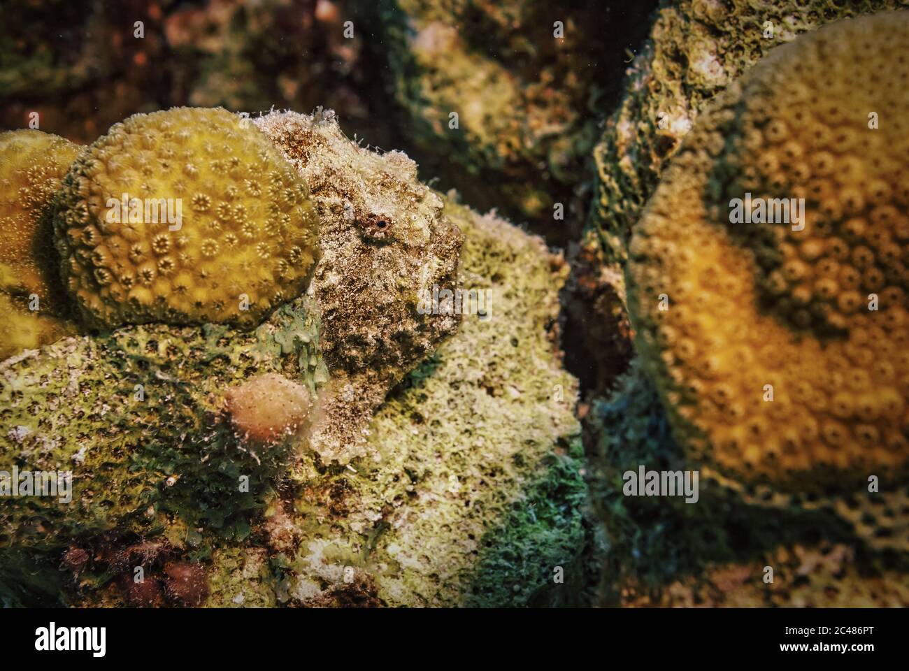 Long Lure Frog Fish camouflaged for an ambush Stock Photo - Alamy