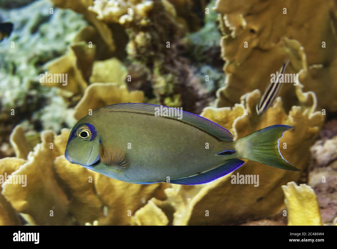 Ocean Surgeonfish swimming through a tropical reef Stock Photo - Alamy