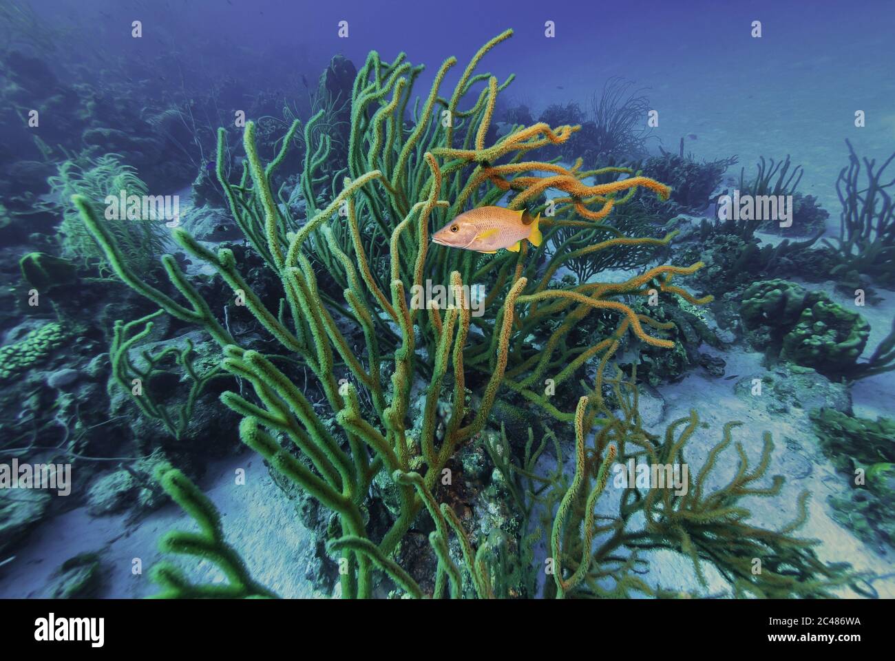 Slit fish hi-res stock photography and images - Alamy