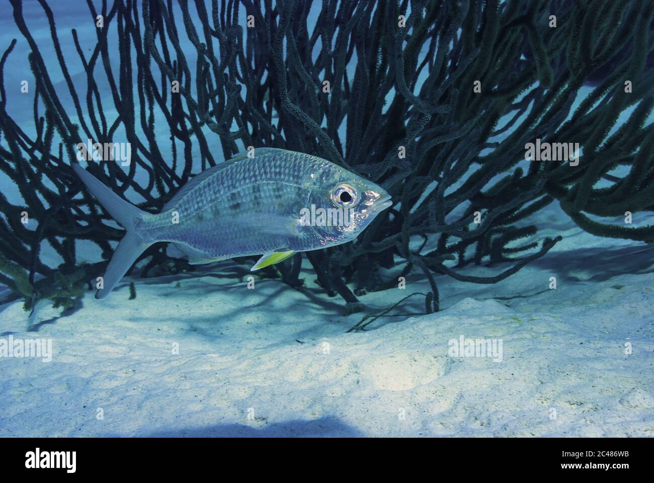 Yellowfin Mojarra fish swimming in the sea Stock Photo - Alamy