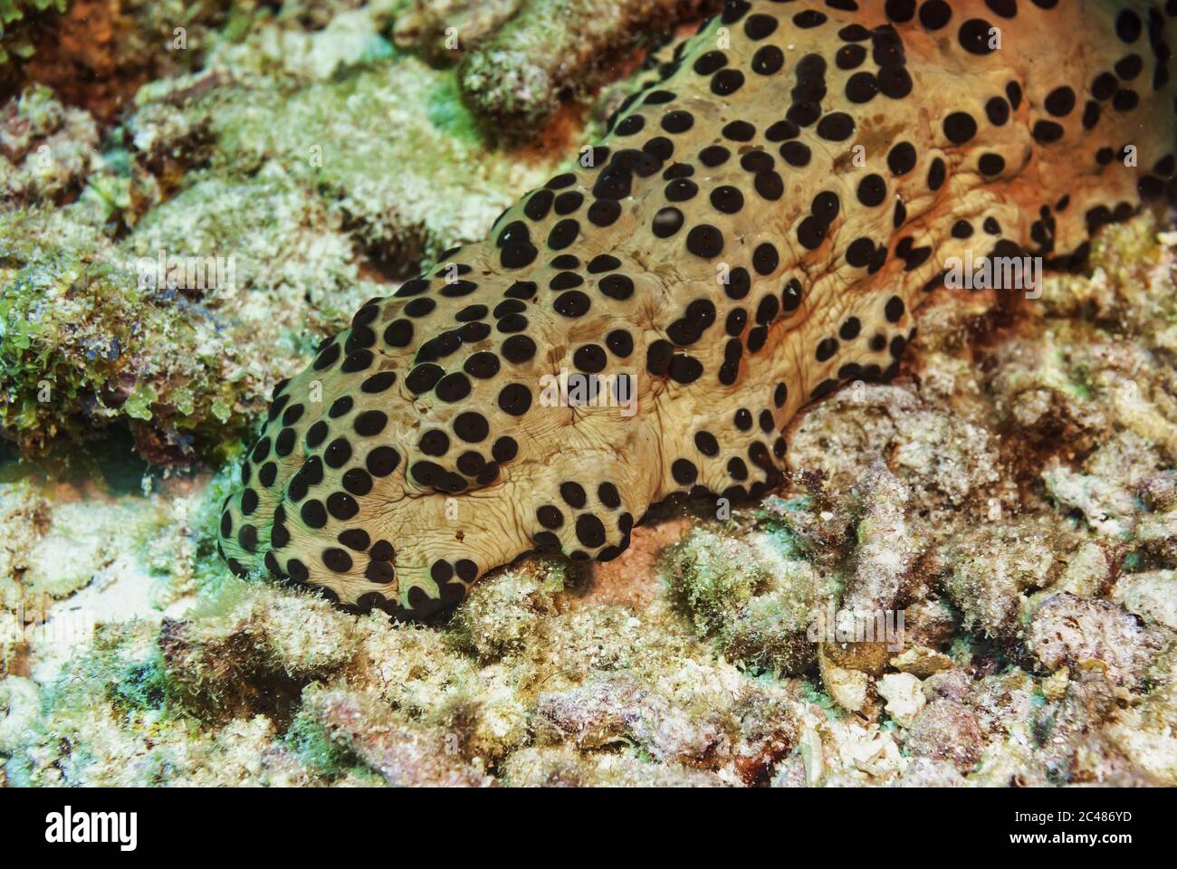 Cookie dough sea cucumber hi-res stock photography and images - Alamy