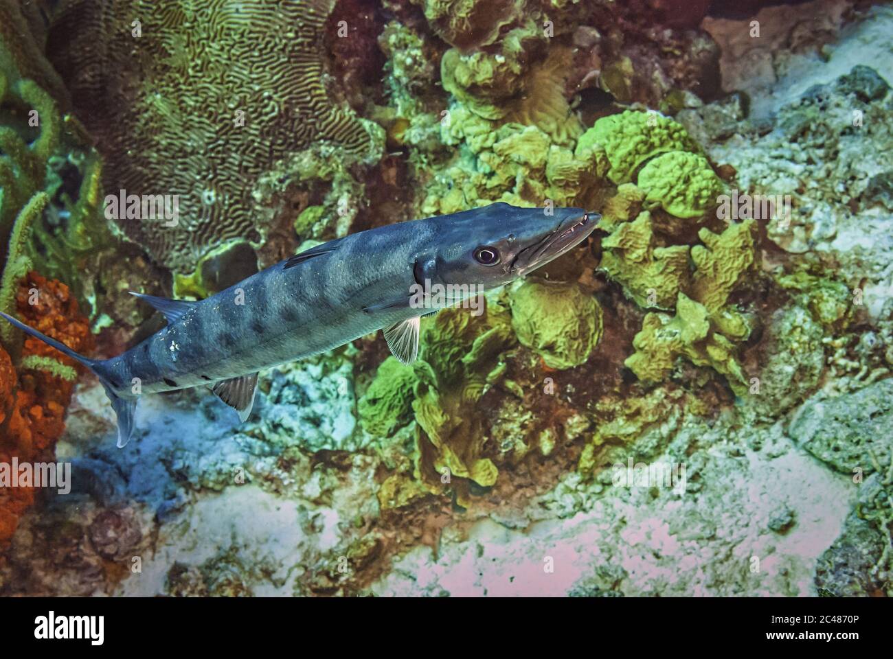 Great Barracuda swimming across a reef Stock Photo - Alamy