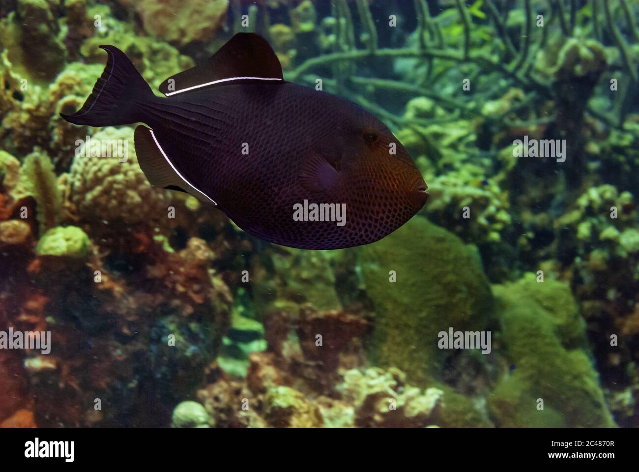 Closeup shot of a beautiful fish swimming in the ocean Stock Photo - Alamy