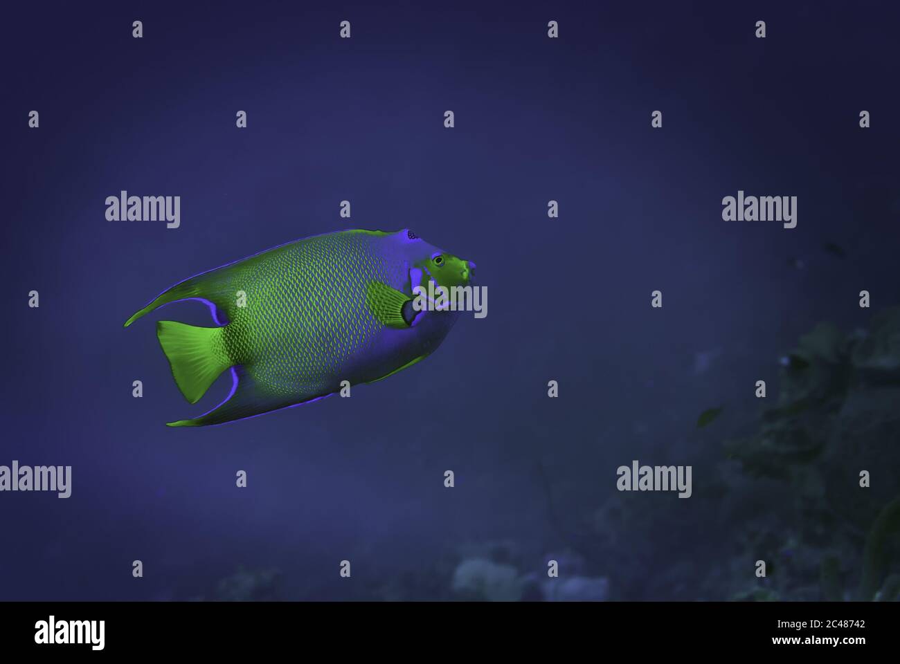 Beautiful Queen Angelfish swimming in the ocean Stock Photo - Alamy