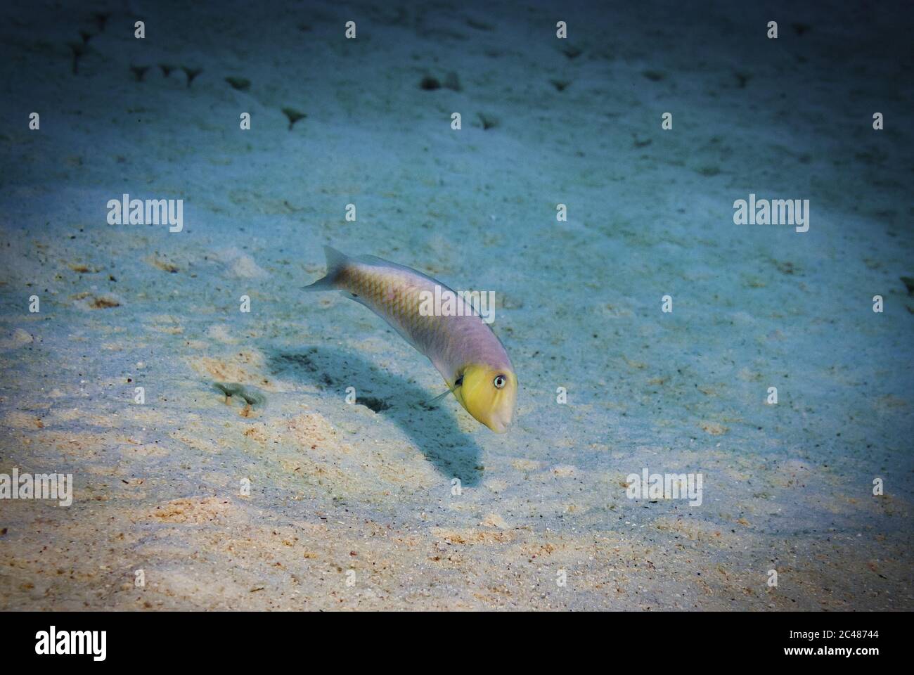 Rosy razorfish hi-res stock photography and images - Alamy