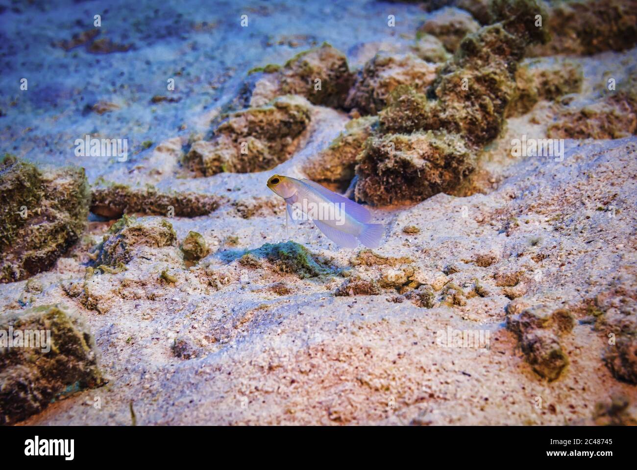 Yellowhead jawfish hi-res stock photography and images - Alamy