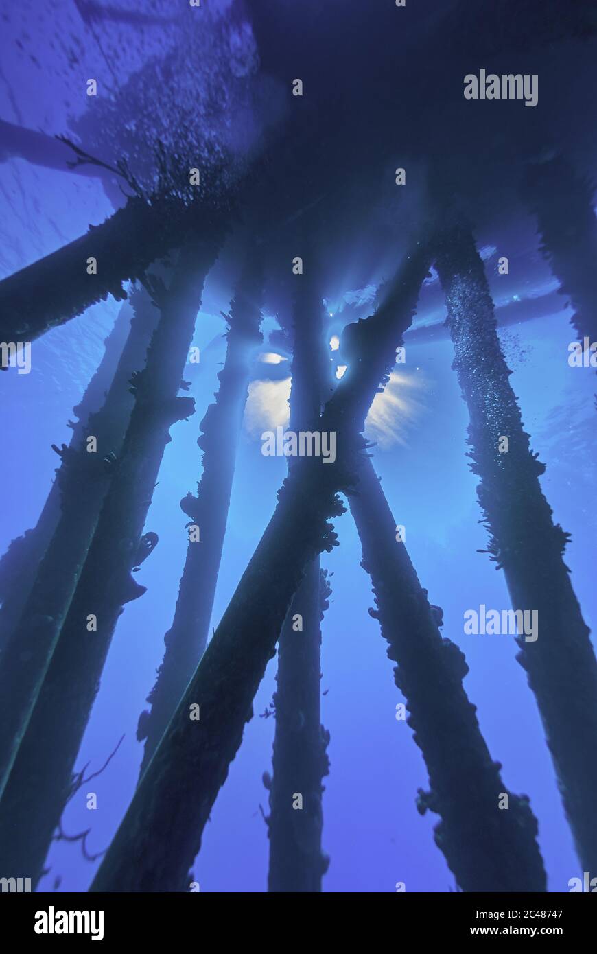 Underwater view of a saltwater pier Stock Photo - Alamy